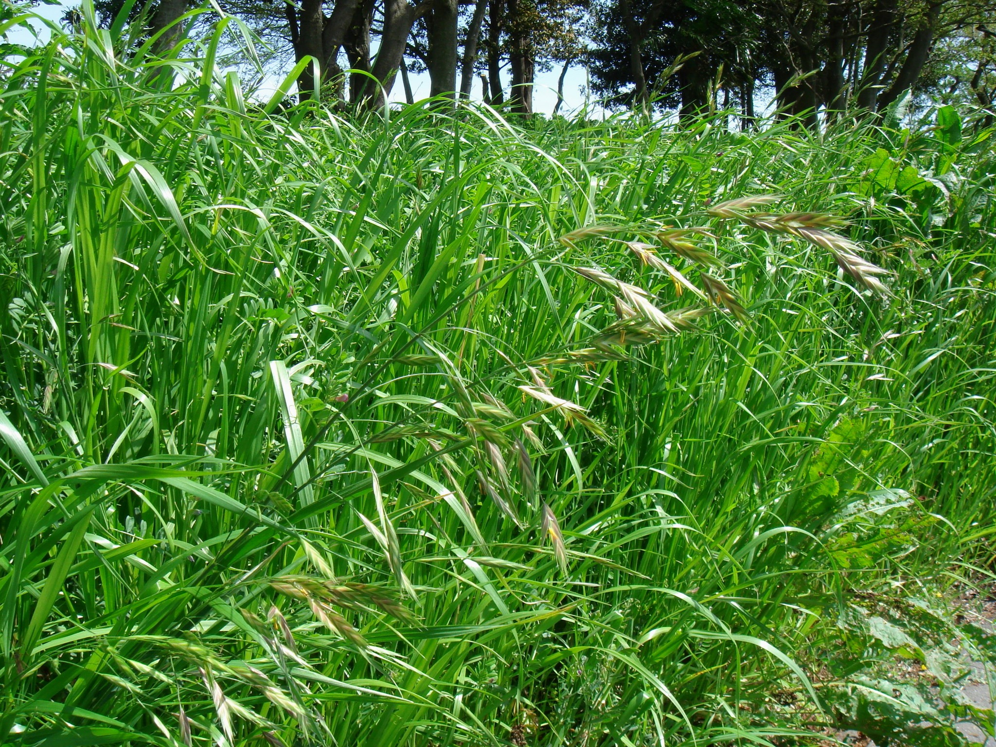 Bromus catharticus Vahl